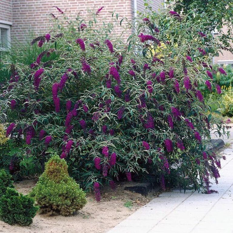 8 Stunning Black Grasses to Transform Your Landscape & Containers