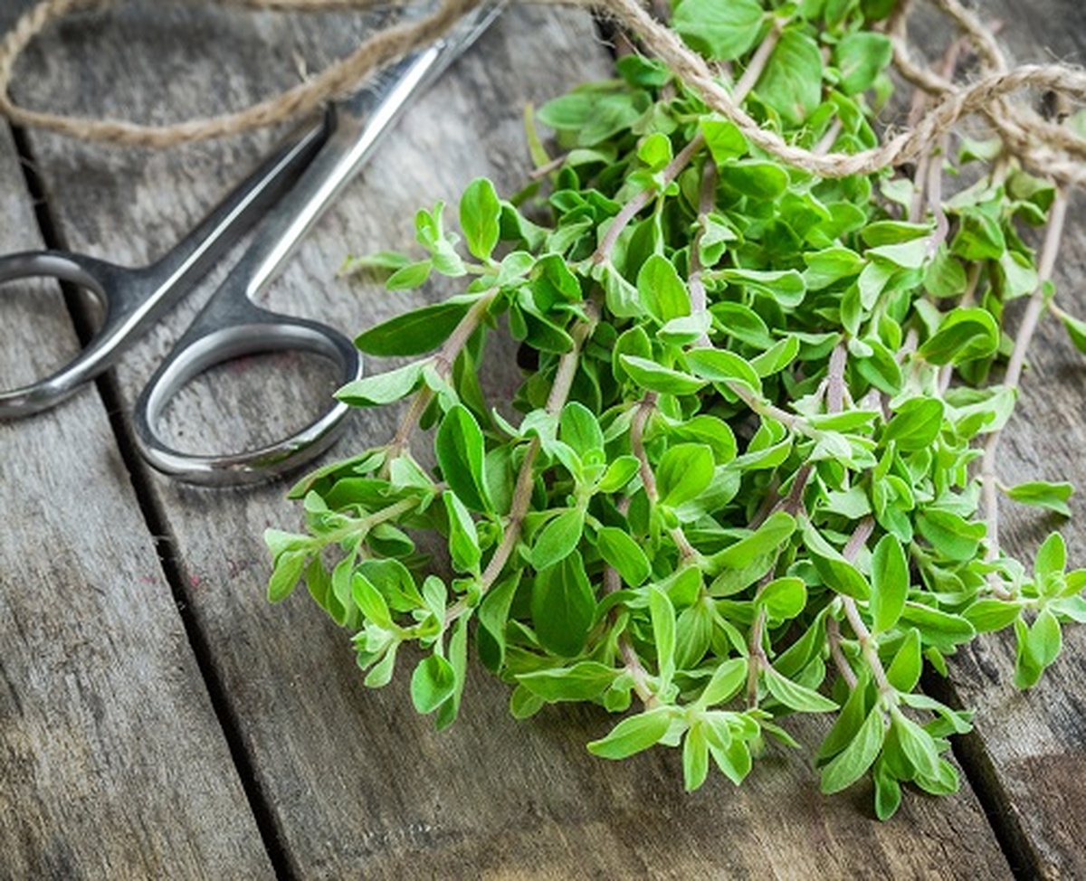 8 Best Italian Herbs for Pasta: Spice Up Your Family Dinners