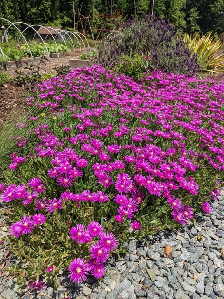 50 Amazing Drought Tolerant Plants That Thrive In Dry Conditions