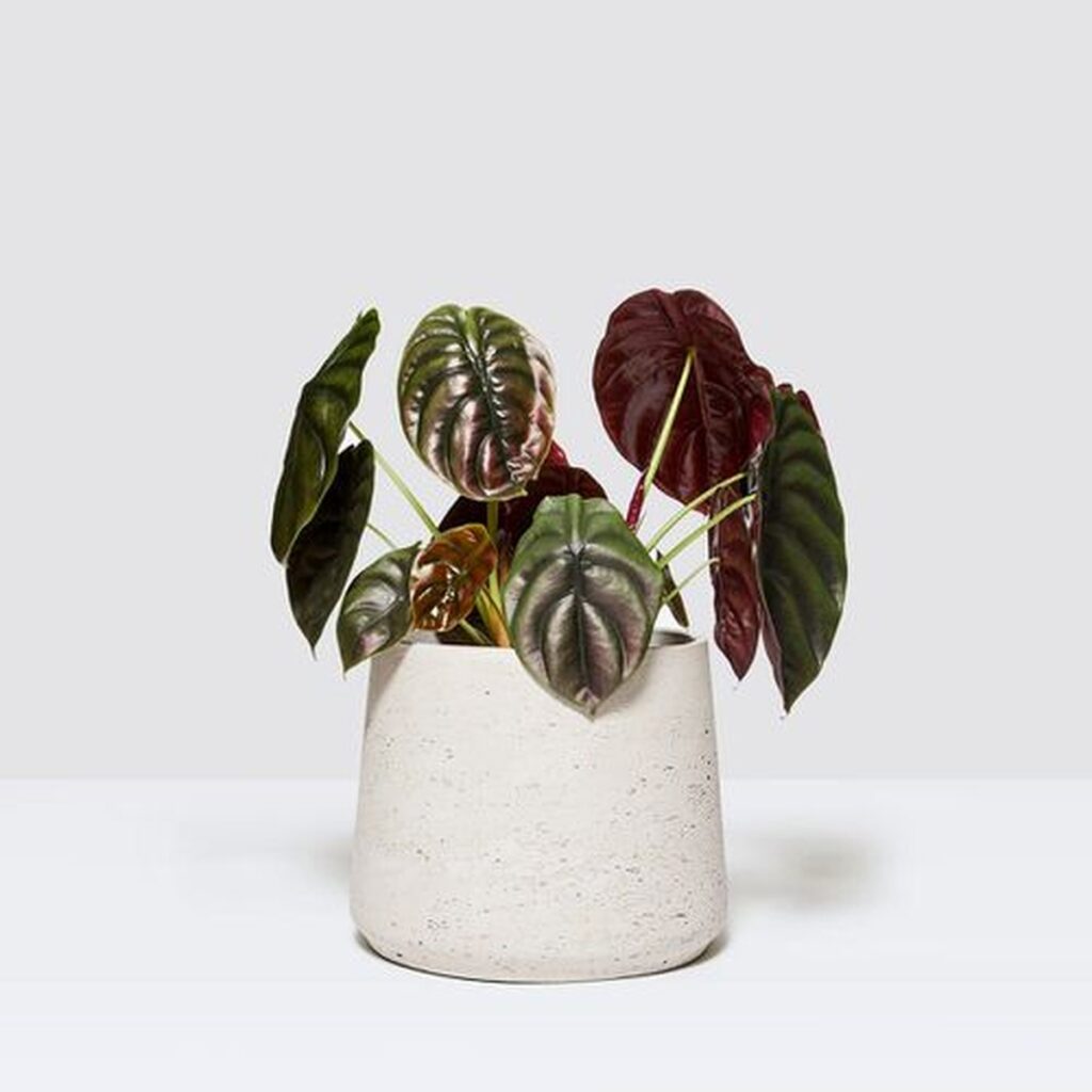 24 Breathtaking Plants That Look Like They Are Made Of Copper