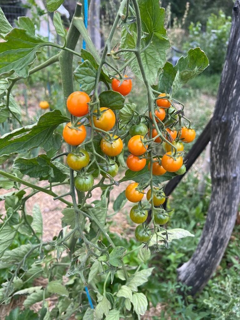 9 Mouth-Watering Seedless Tomato Varieties for Every Garden