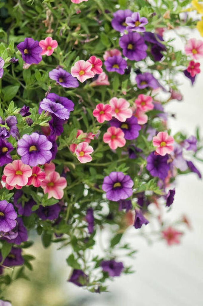 35 Stunning Multicolor Flowers That Will Brighten Your Garden
