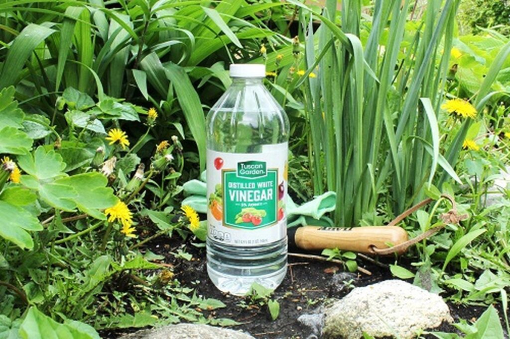 10 Effective Homemade DIY Fungicide Recipes for Plants