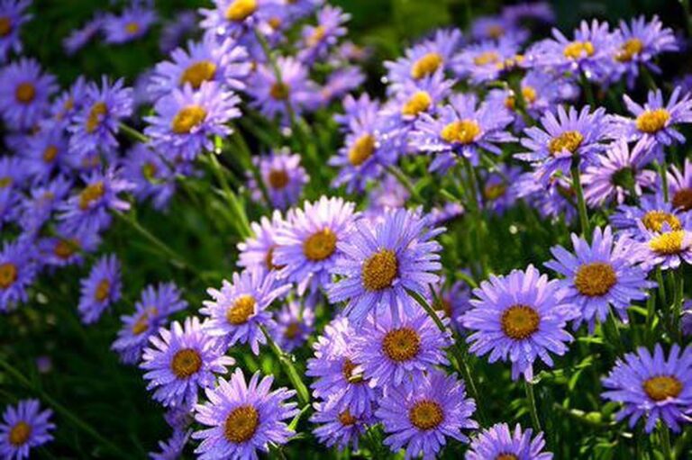 37 Eye-Catching Flowers That Attract Butterflies