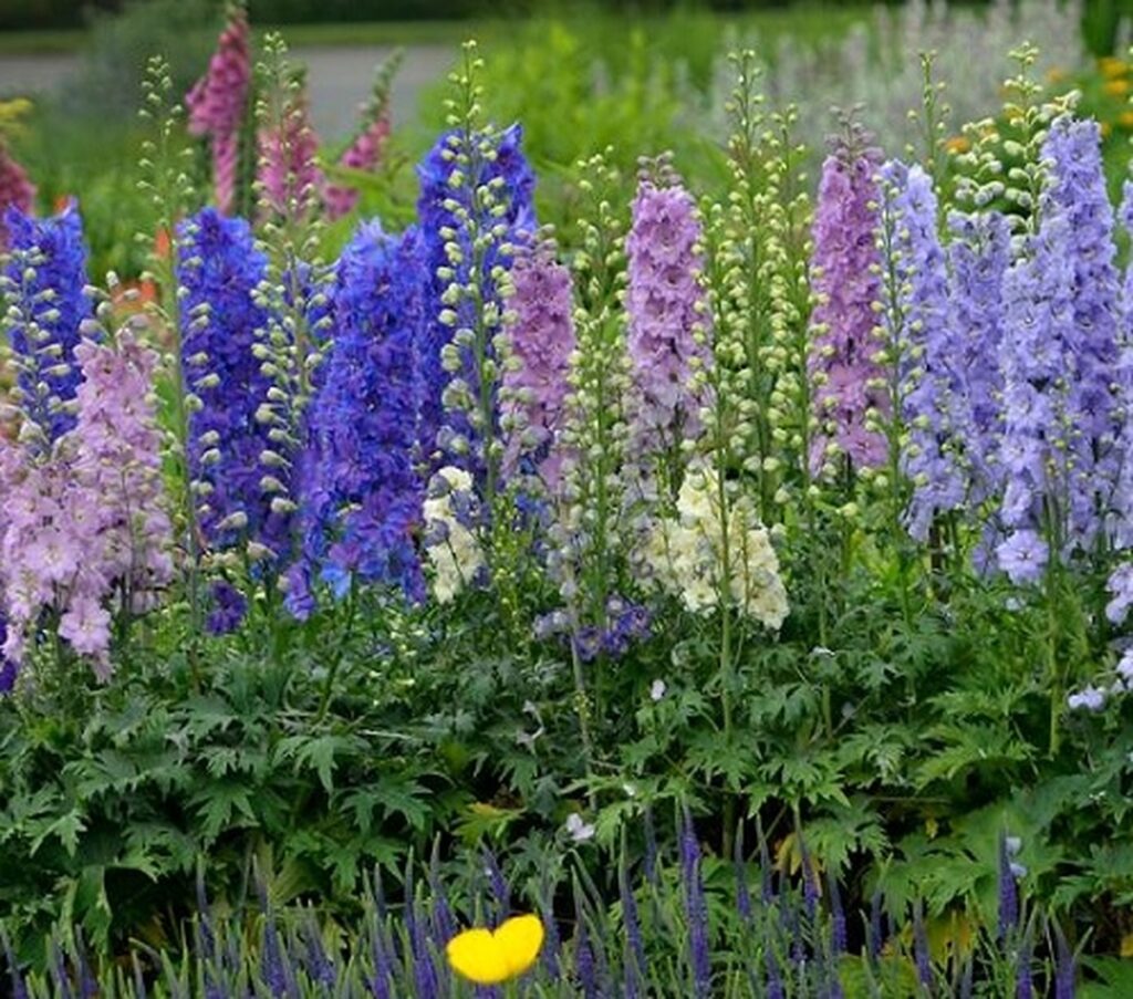 17 Stunning Pink and Blue Flowers to Brighten Your Garden