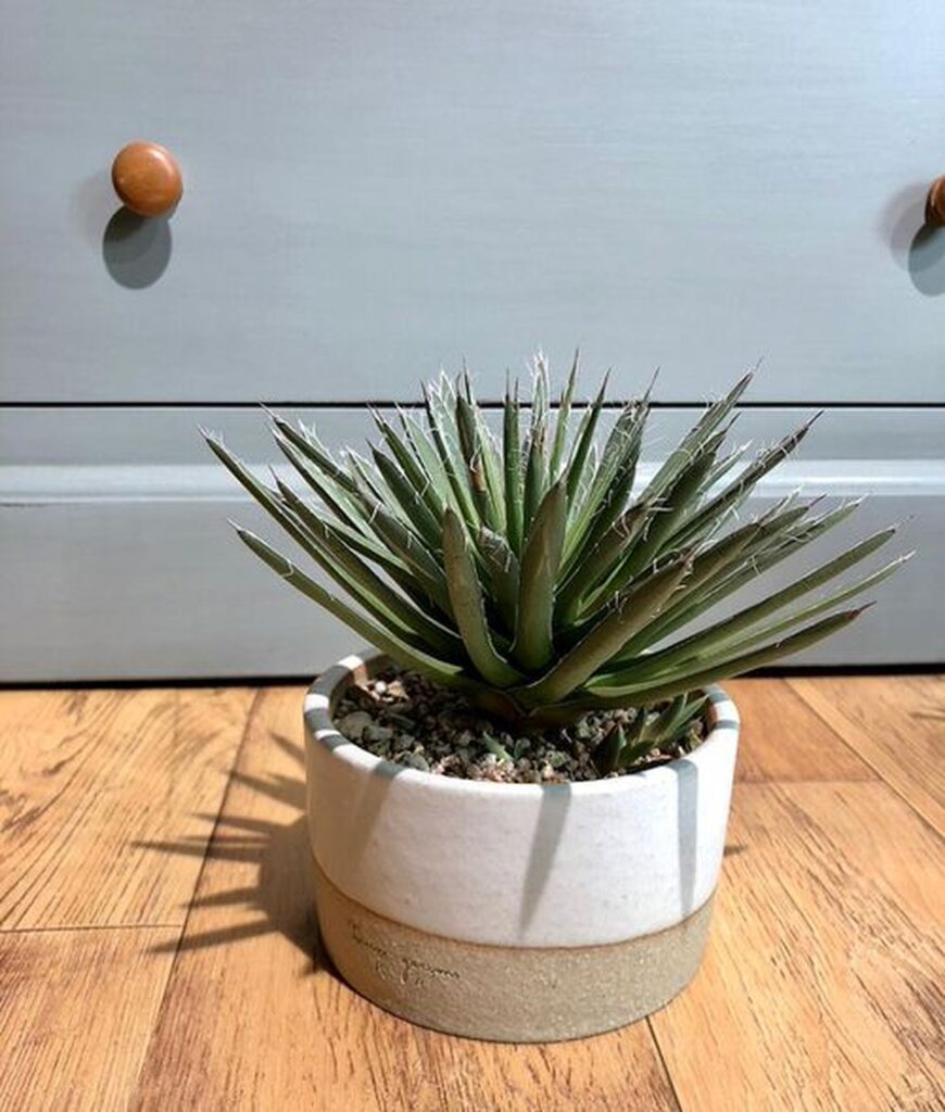 30 Stunning Agave Varieties For Containers & Indoors That Dazzle