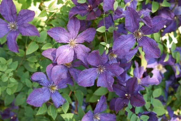 73 Gorgeous Purple Flowers to Bring Magic to Your Garden