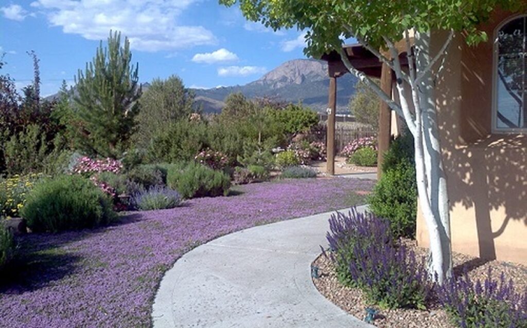 15 Charming Creeping Thyme Lawn Ideas for Natural Beauty