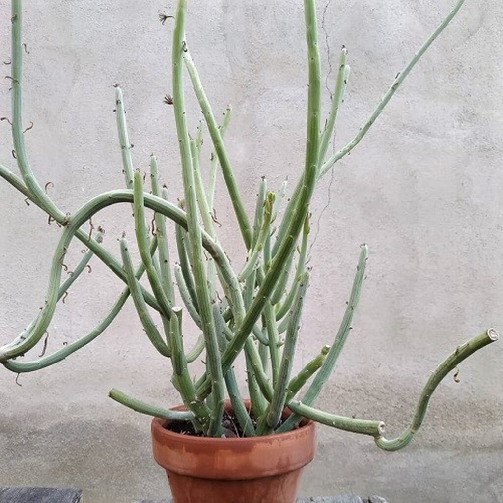 18 Beautiful Succulents With Long Stems - Stunning Trailing Varieties