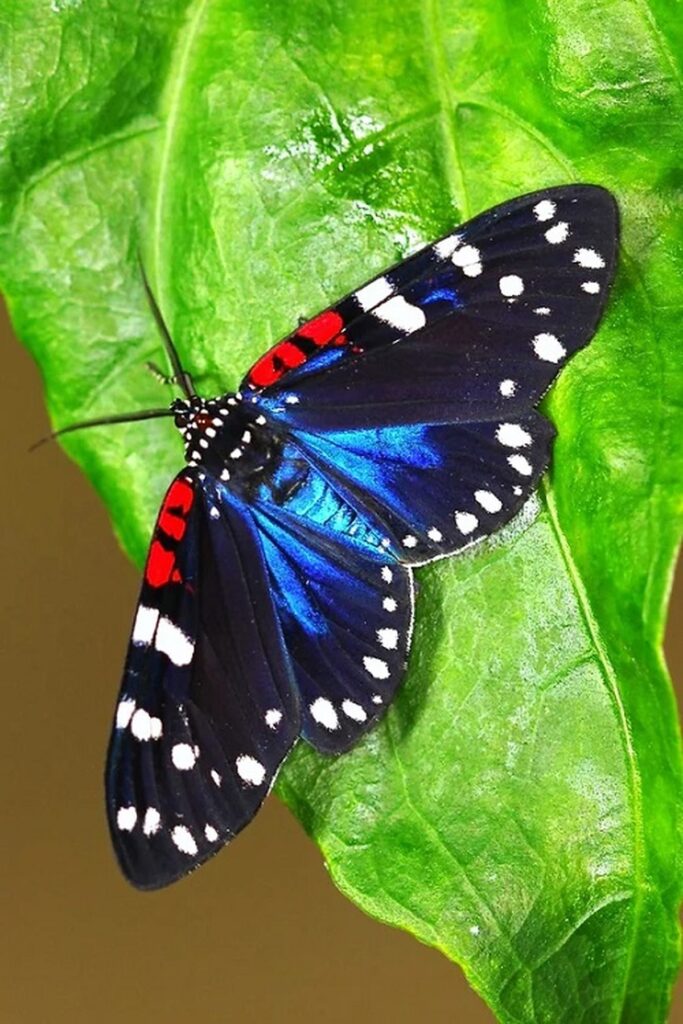 15 Fascinating Blue Moths to Spot in Your Garden