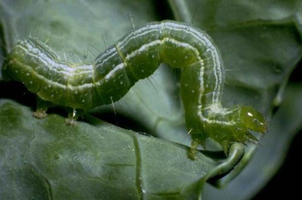 20 Fascinating Types of Green Caterpillars to Discover Today
