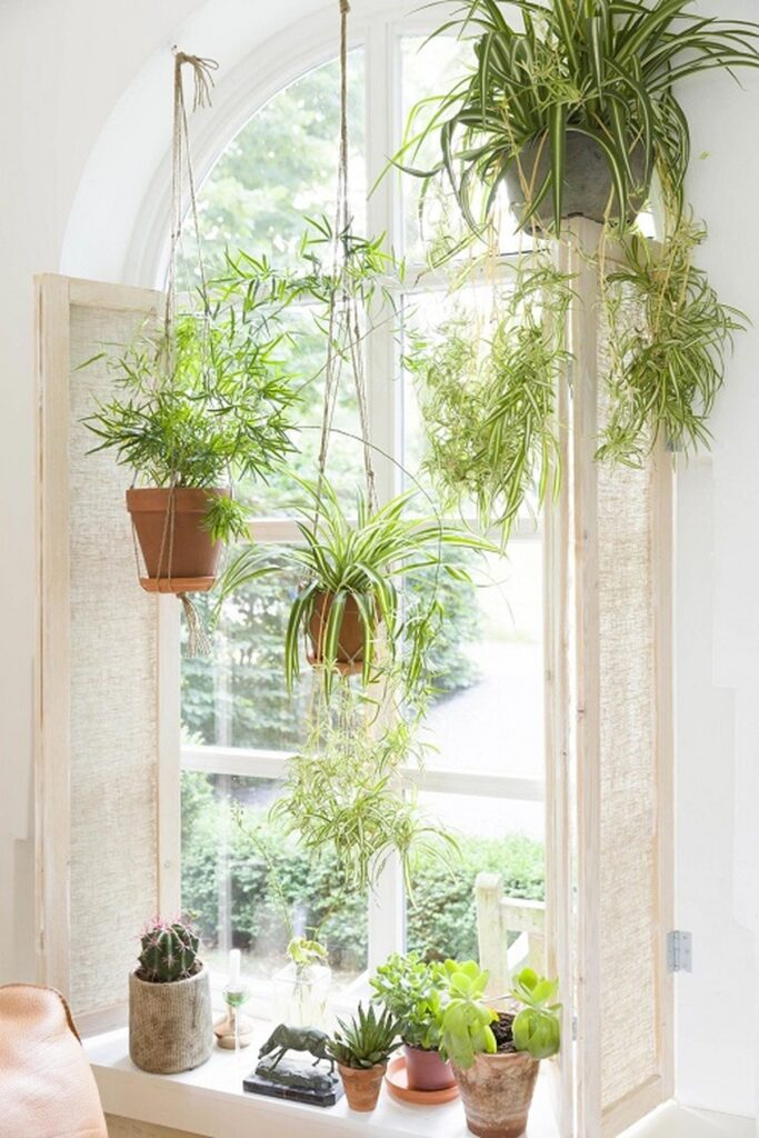 33 Gorgeous Hanging Plants for Front Windows to Brighten Your Home