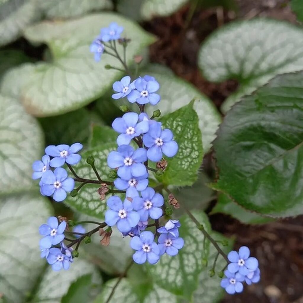 31 Beautiful Baby Blue Flowers That Brighten Any Garden