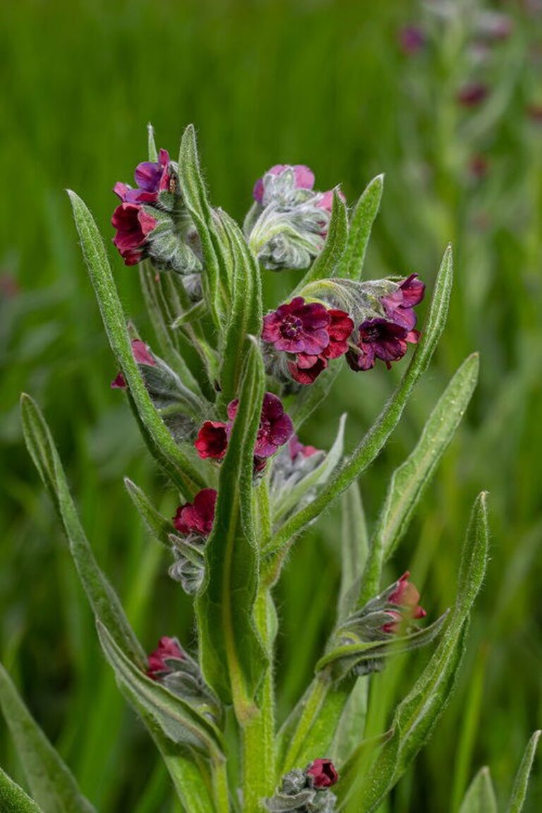 16 Beautiful German Flowers to Brighten Your Garden