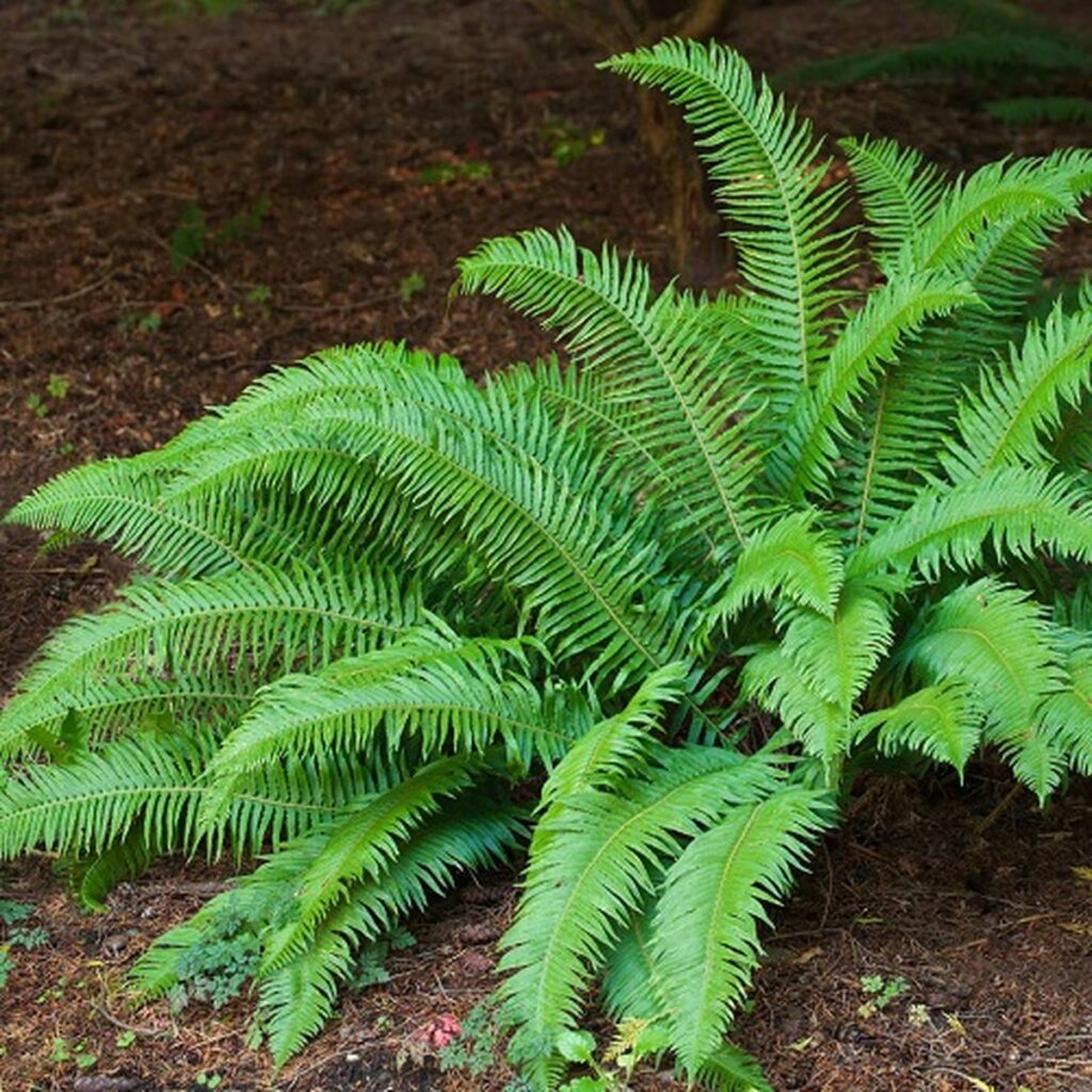 22 Stunning Evergreen Ferns For A Lush Garden Year-Round