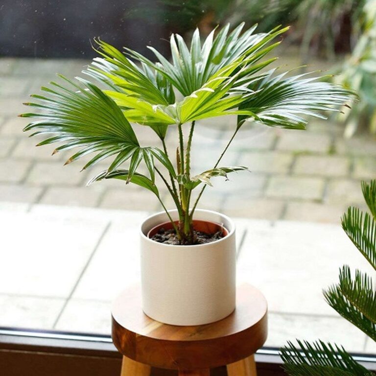 21 Gorgeous Low Light Indoor Palms That Need No Sunlight