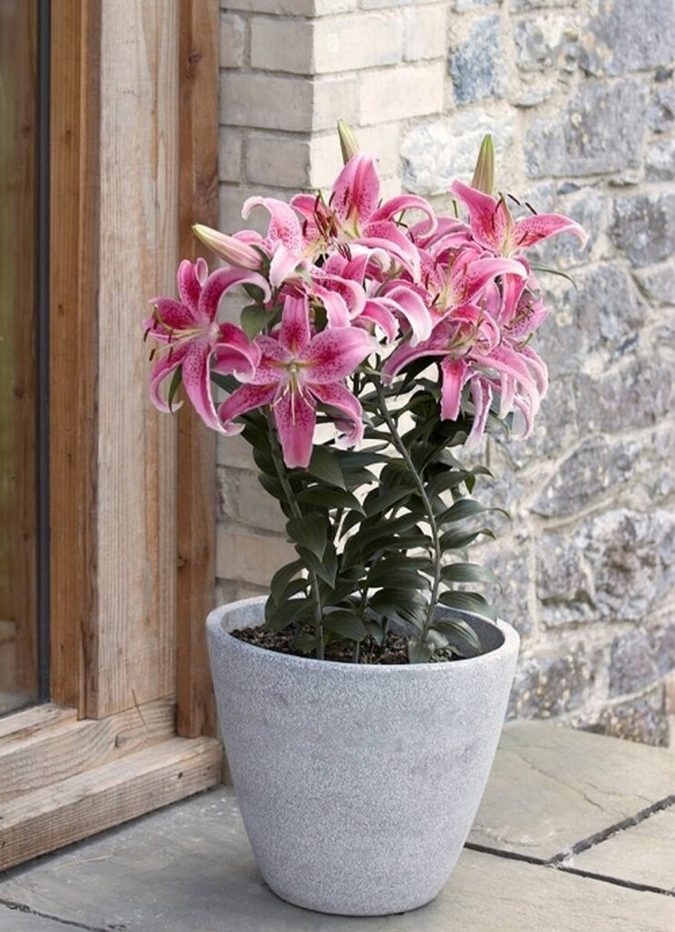 20 Stunning Pink Lily Varieties That Brighten Any Garden