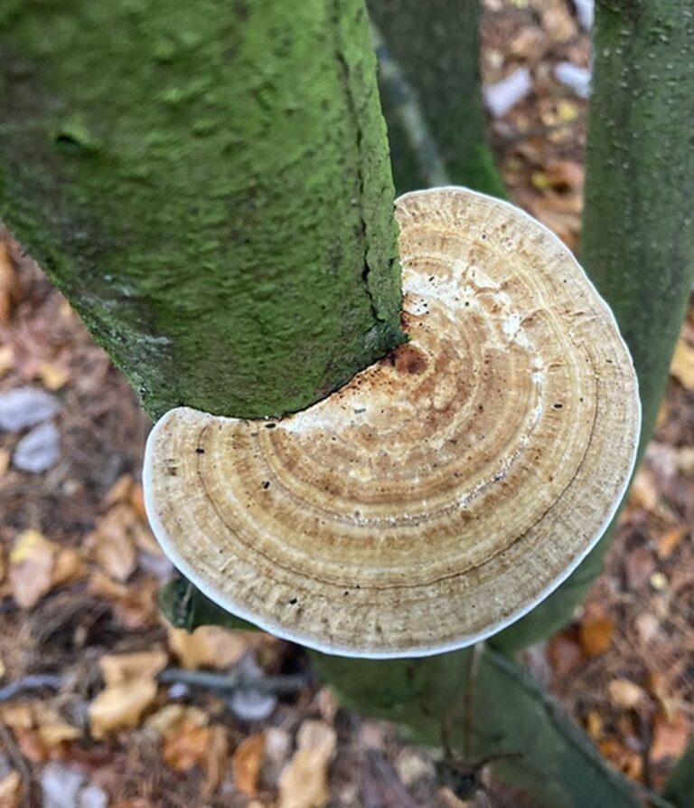 22 Delicious Edible Mushrooms that Grow on Trees to Try Today