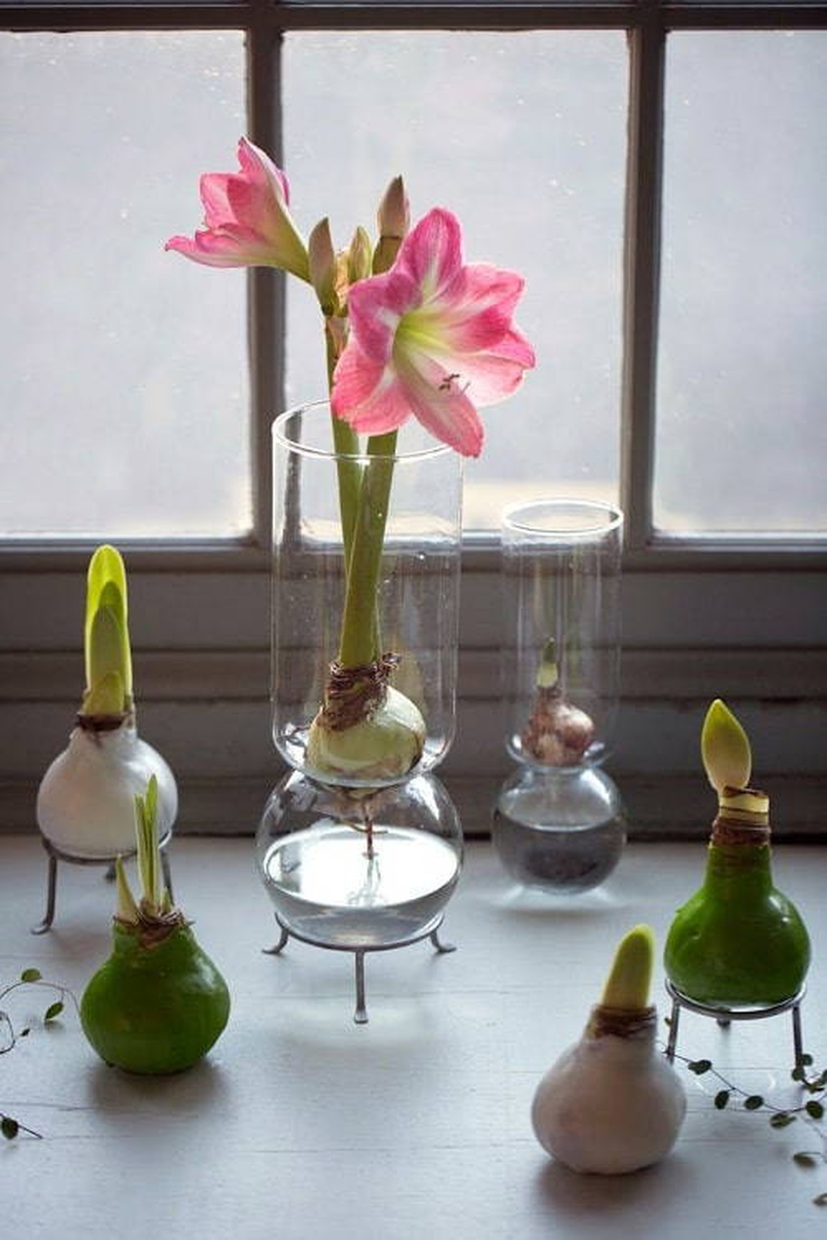 10 Beautiful Water Flowers for Containers and Vases