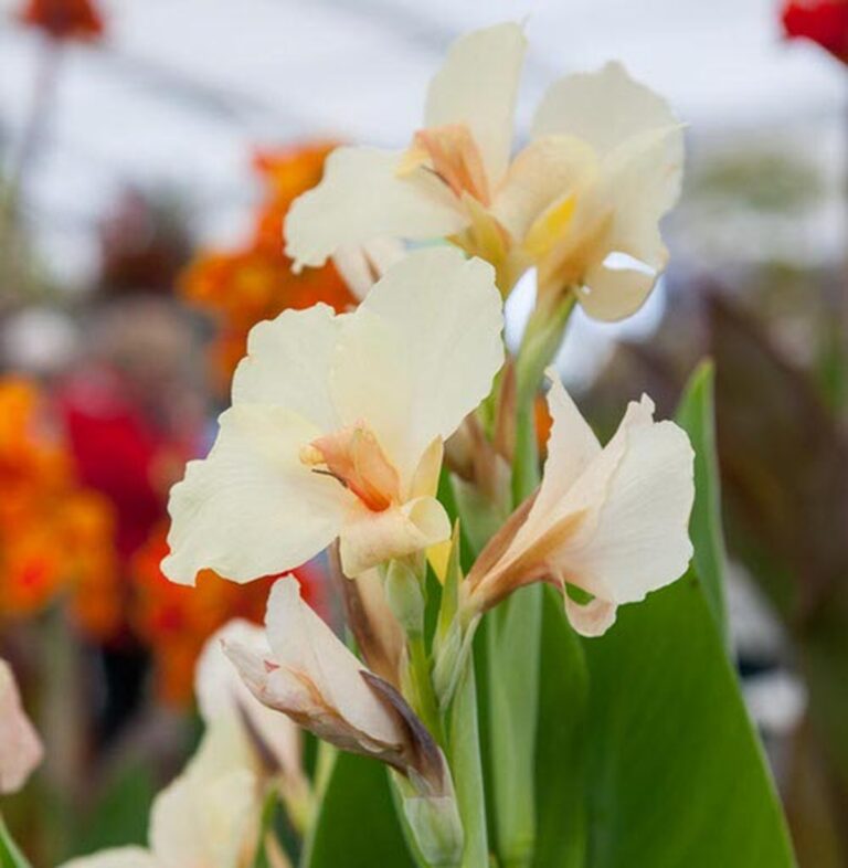 30 Stunning Types of Canna Lily Varieties for Garden Paradise