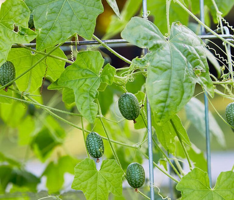 15 Delightful Fruits That Grow on Vines and Climbers
