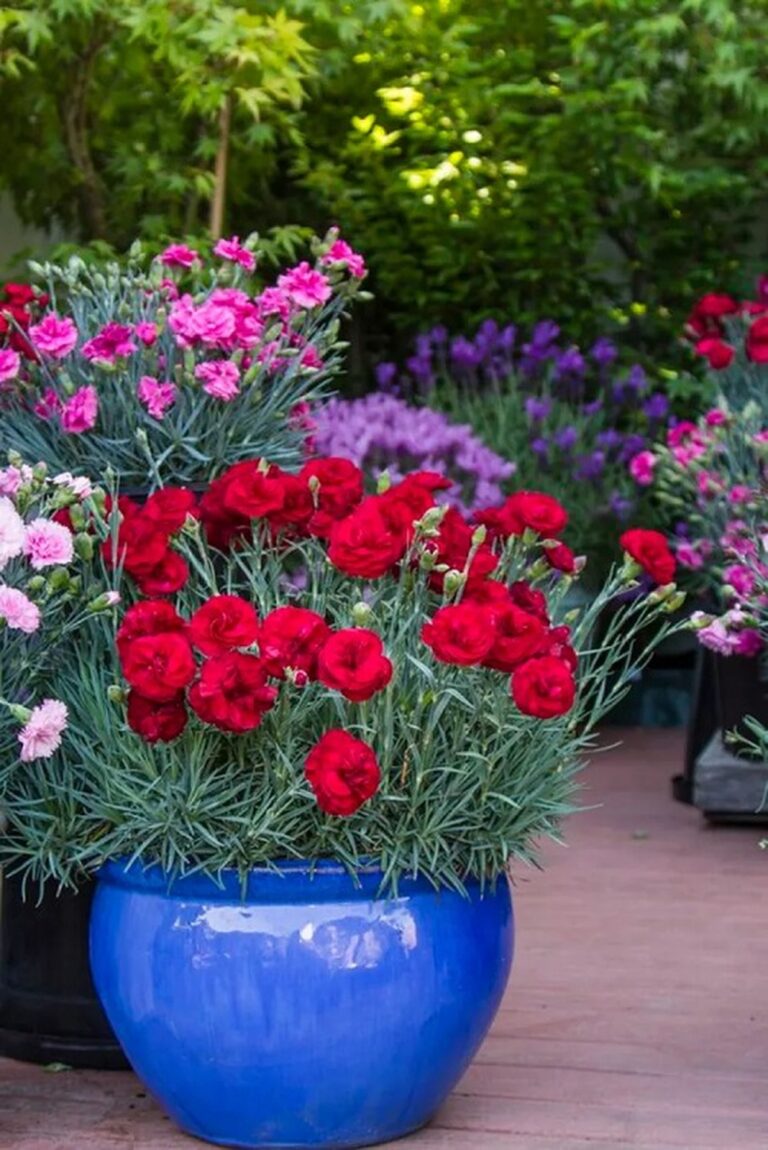 50 Beautiful Types of Cut Flowers for a Cut Flower Garden