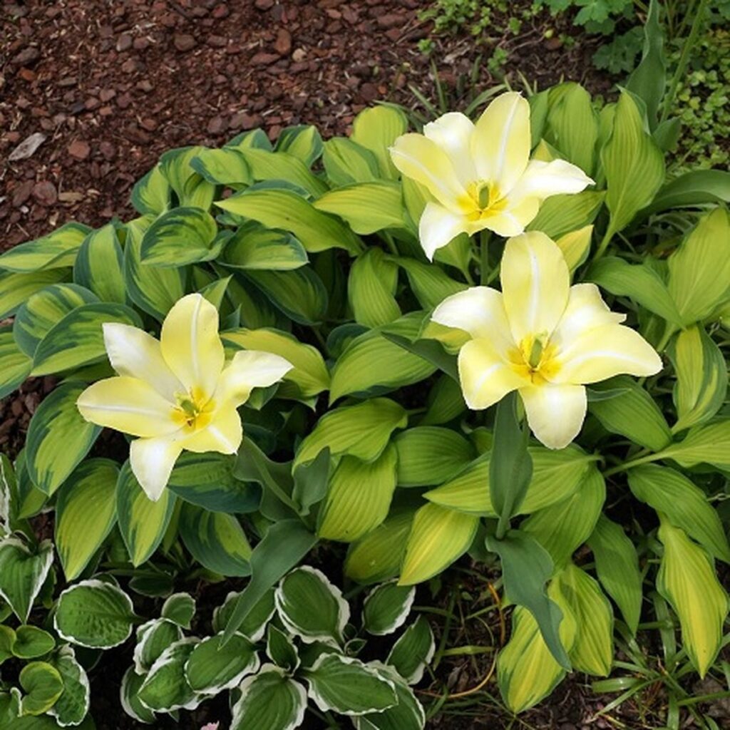 34 Enchanting Yellow Tulip Varieties to Brighten Your Garden