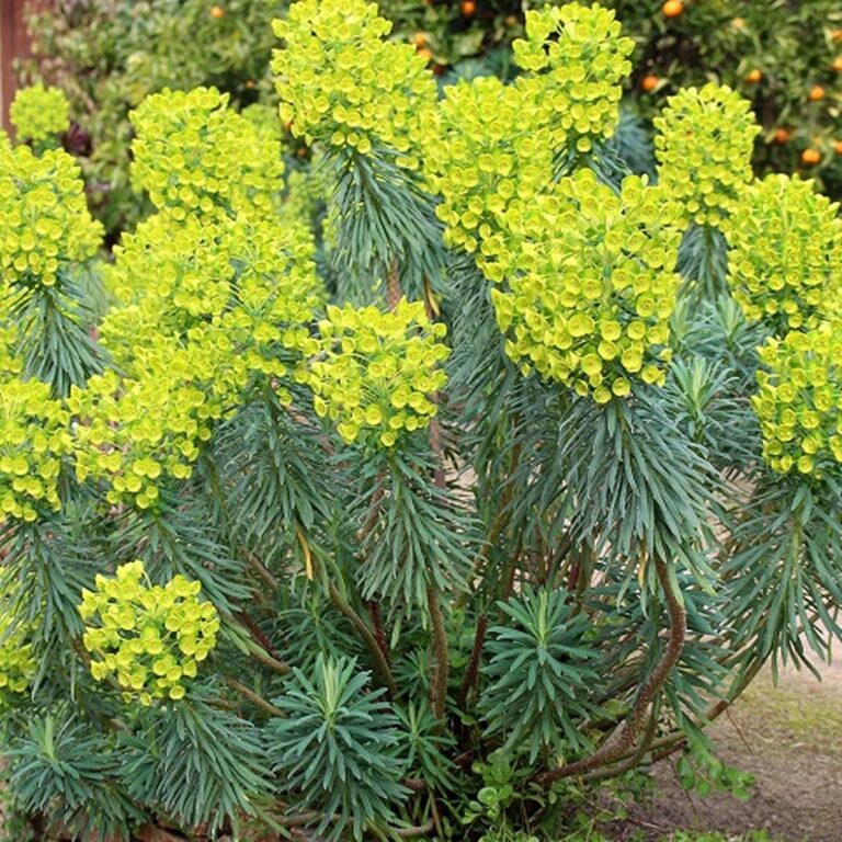 21 Gorgeous Spiky Plants That Will Transform Your Garden