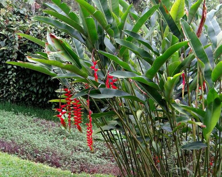 27 Stunning Big Leaf Outdoor Plants for Garden