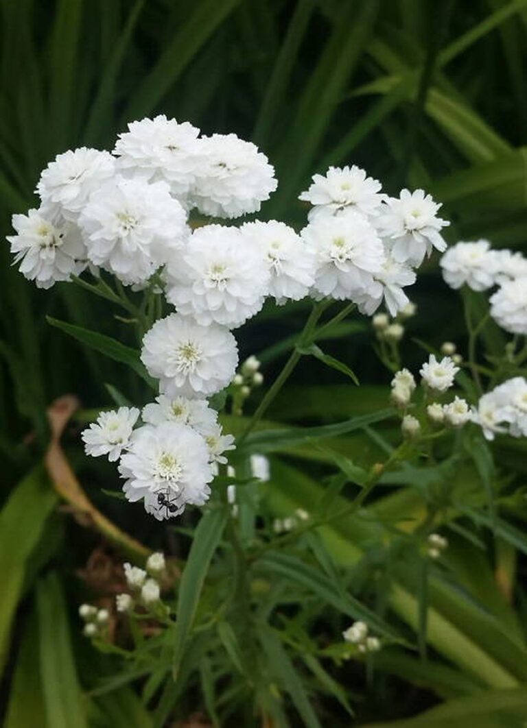 24 Quirky Plants With Bizarre Names That'll Make You Smile