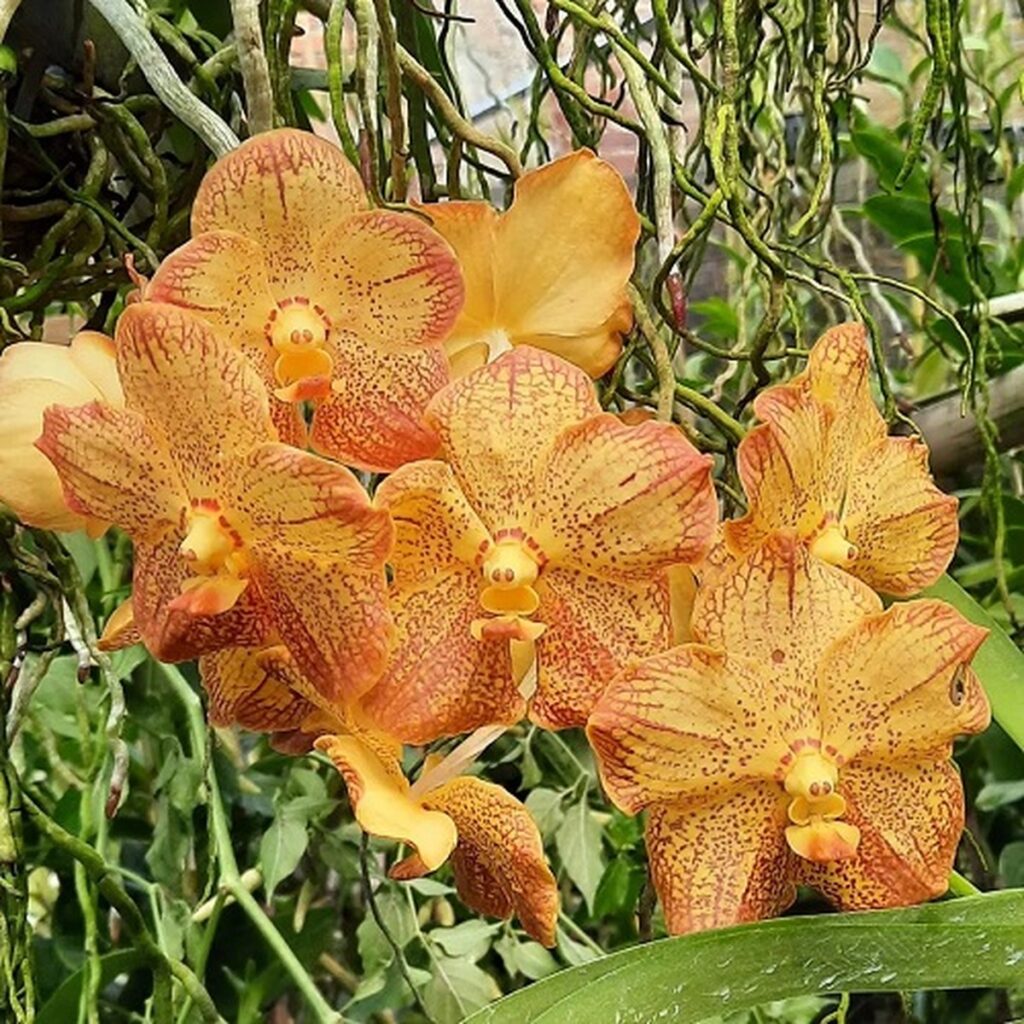 11 Gorgeous Flowers with Smiley Faces That Brighten Any Day