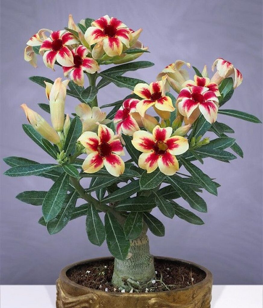 35 Different Types of Desert Rose Varieties to Fall in Love With