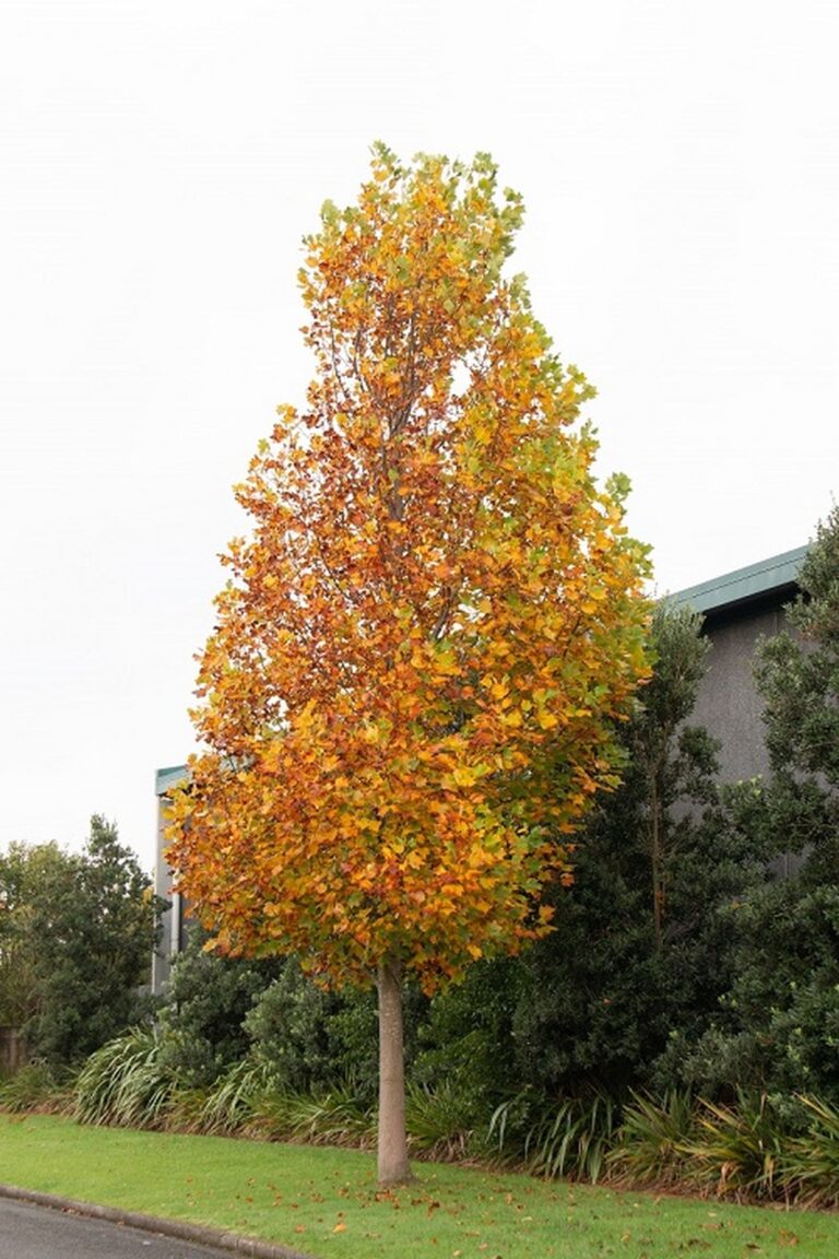 25 Enchanting Trees With Smooth Gray Bark That Stun Year-Round