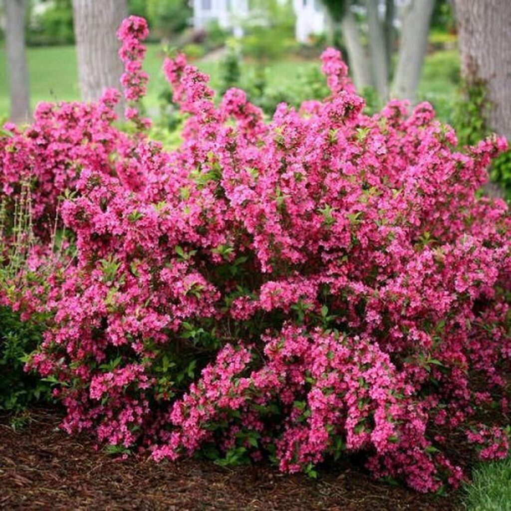 29 Stunning Pink Flowering Bushes That Brighten Any Garden