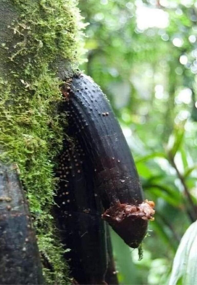 27 Jaw-Dropping Plants that Look like Penis to Amaze Friends