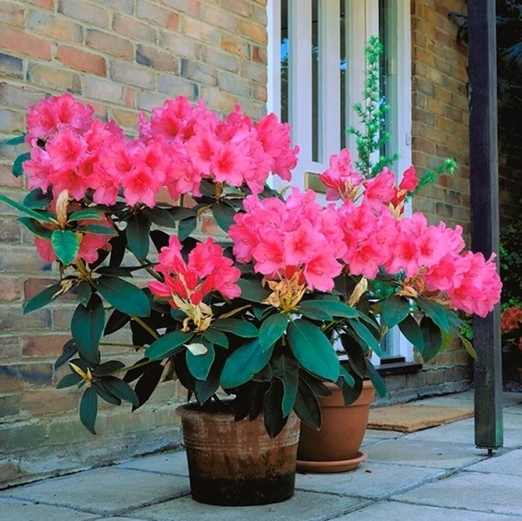 17 Breathtaking Hot Pink Flowers That Brighten Any Garden