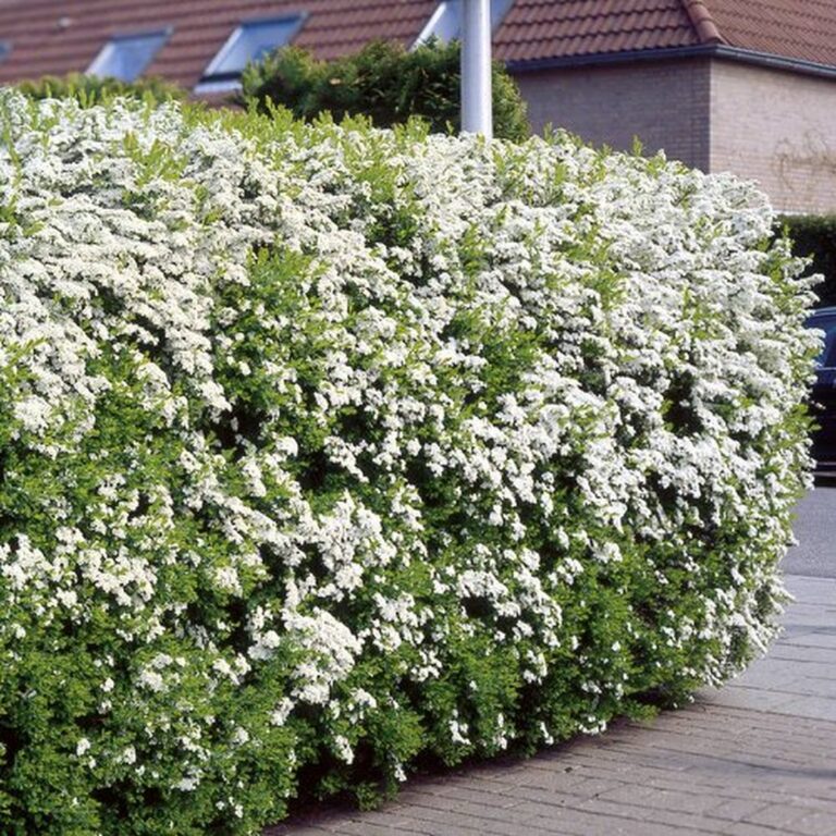 47 Beautiful Hedge Plants to Create a Perfect Green Boundary