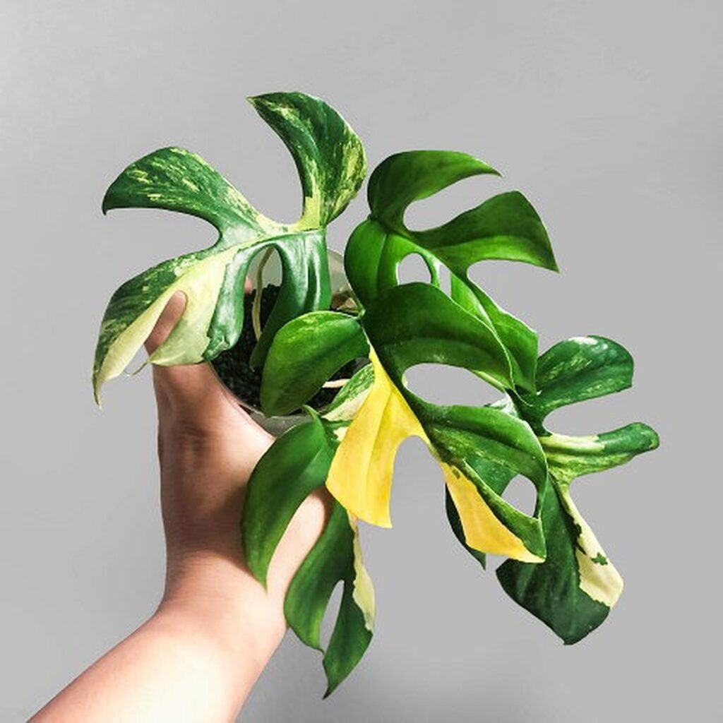 17 Intriguing Plants Mistaken for Monsteras (But They're Not!)