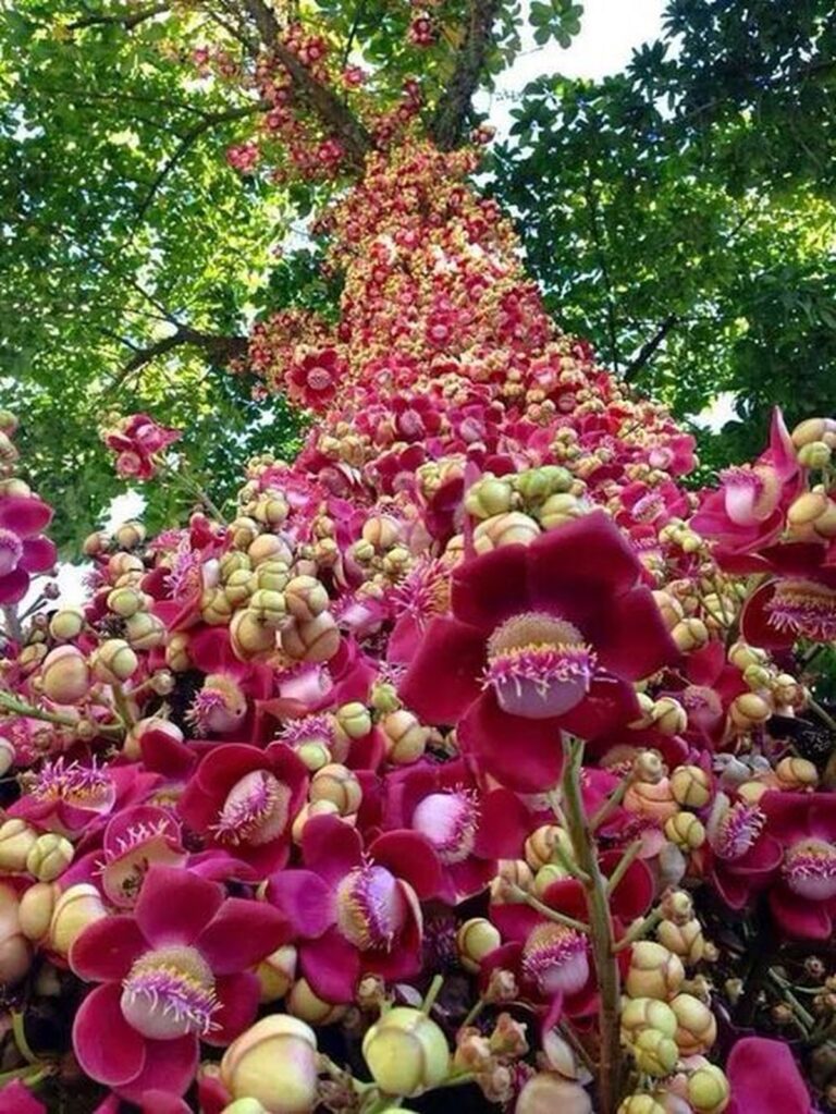 24 Bizarre Plants That Look Strangely Funny in Nature