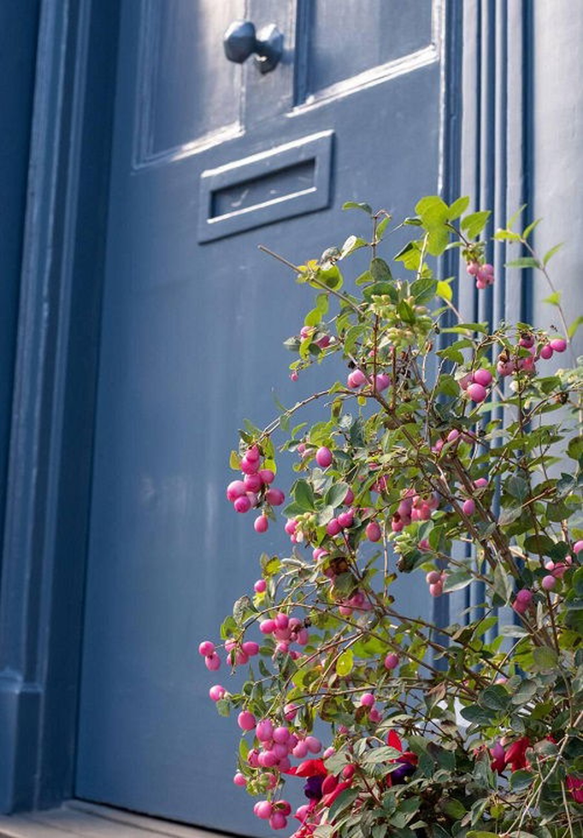 8 Enchanting Vines with Red Berries That Brighten Any Garden