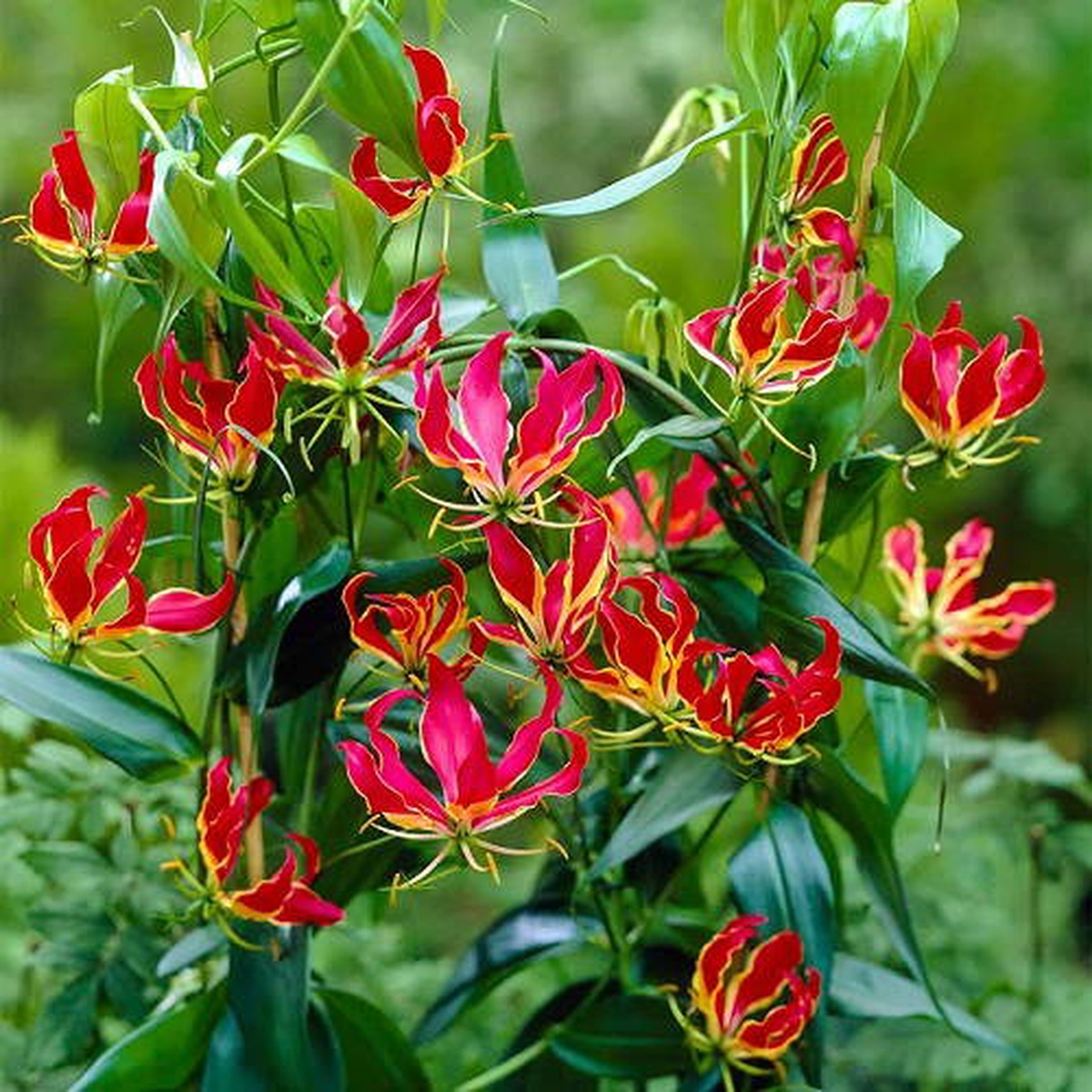 13 Stunning Flowers That Look Like Fire and Flame