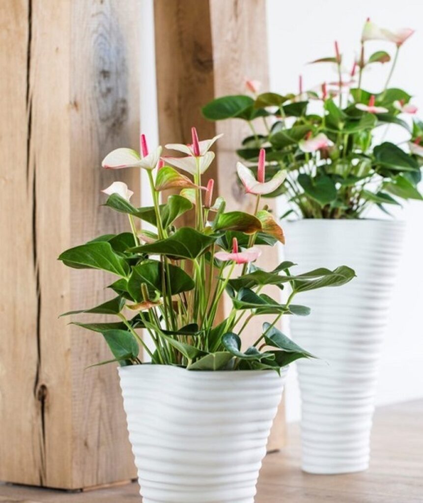 50 Beautiful Types of Cut Flowers for a Cut Flower Garden