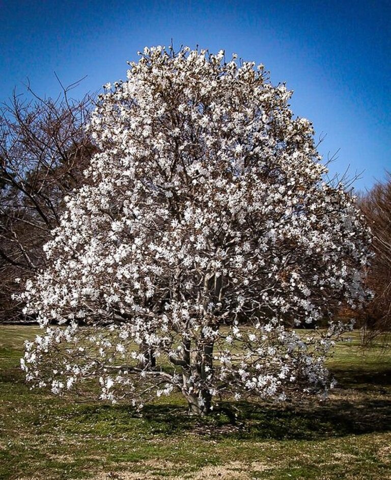 17 Amazing Trees to Plant in Georgia for a Stunning Landscape