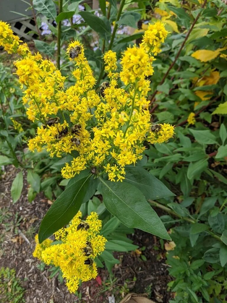 26 Gorgeous Illinois Native Plants for Your Dreamy Garden