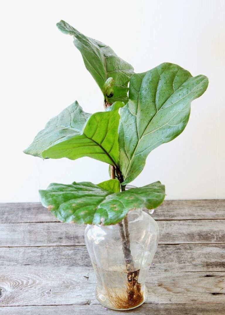 26 Perfect Indoor Plants for Glass Containers to Brighten Any Room