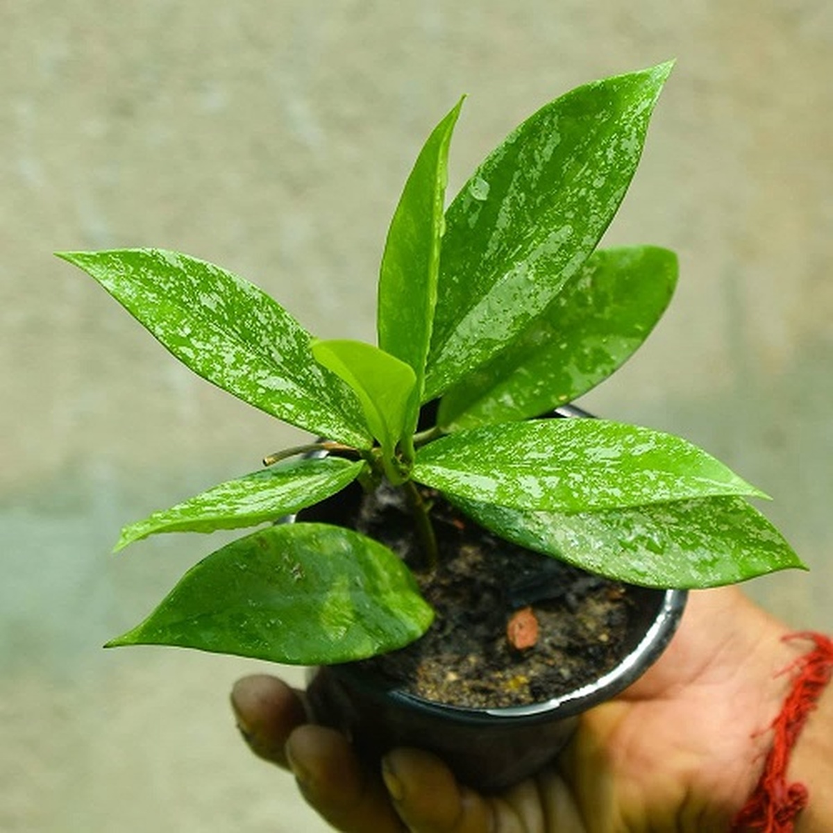 8 Stunning Hoyas that Grow from Leaves: Perfect for Every Home