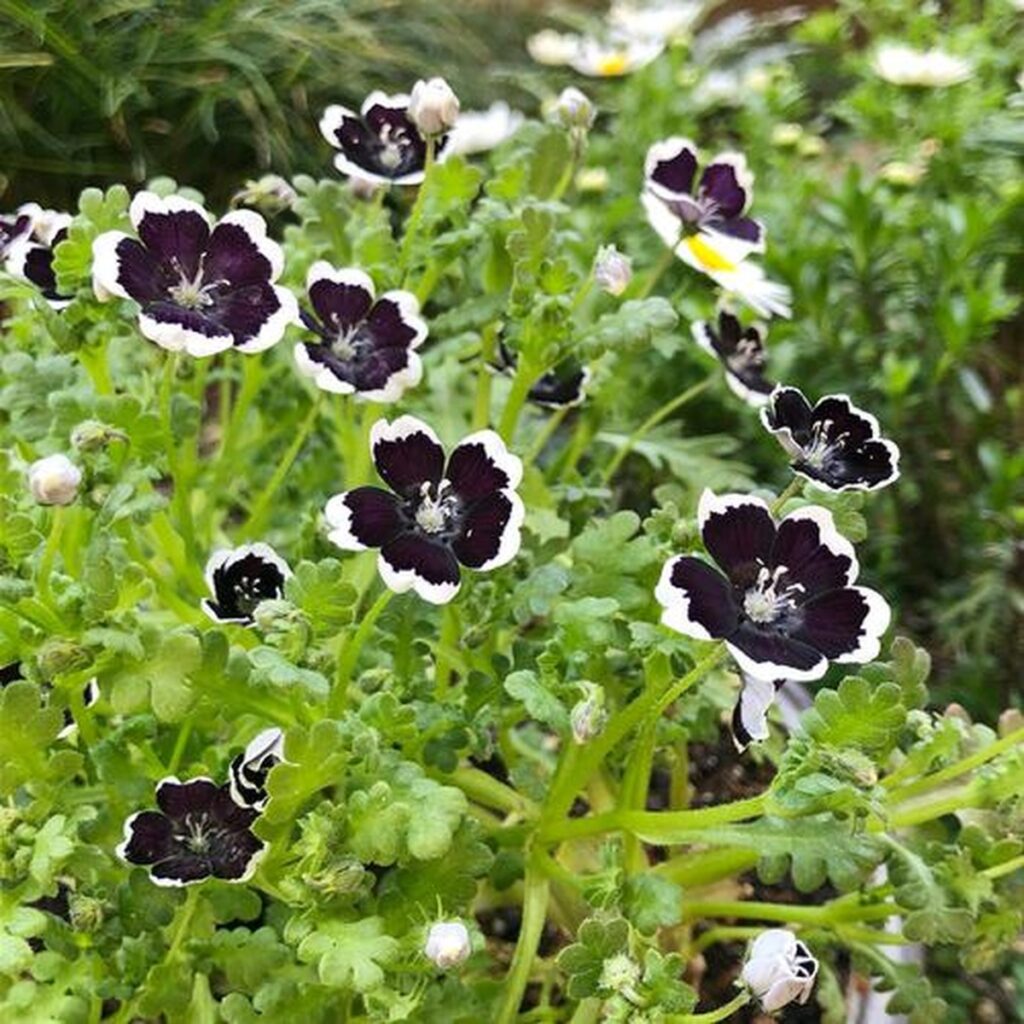 56 Stunning Black Flowers and Plants for a Dramatic Garden