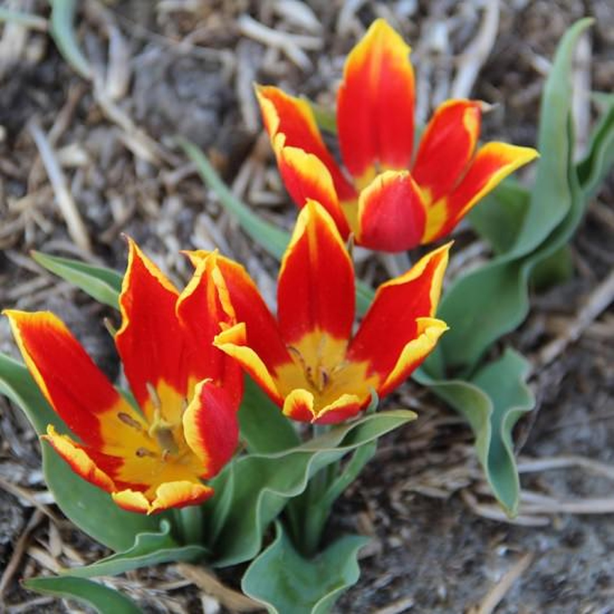 13 Beautiful Russian Flowers That Bloom Across The Land