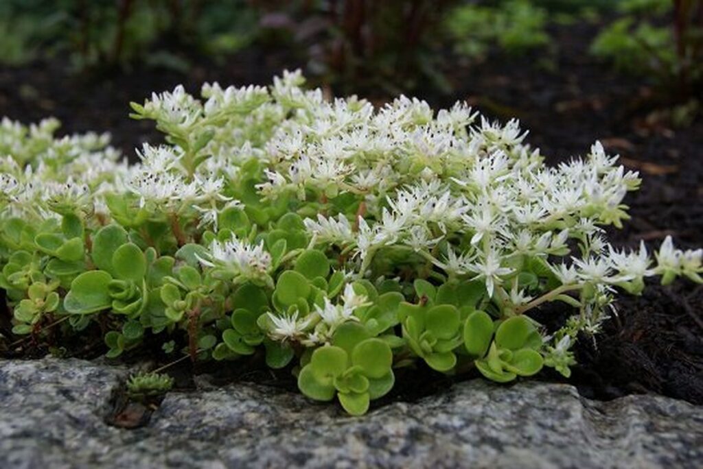 22 Gorgeous Shade Tolerant Succulents for Dark Corners