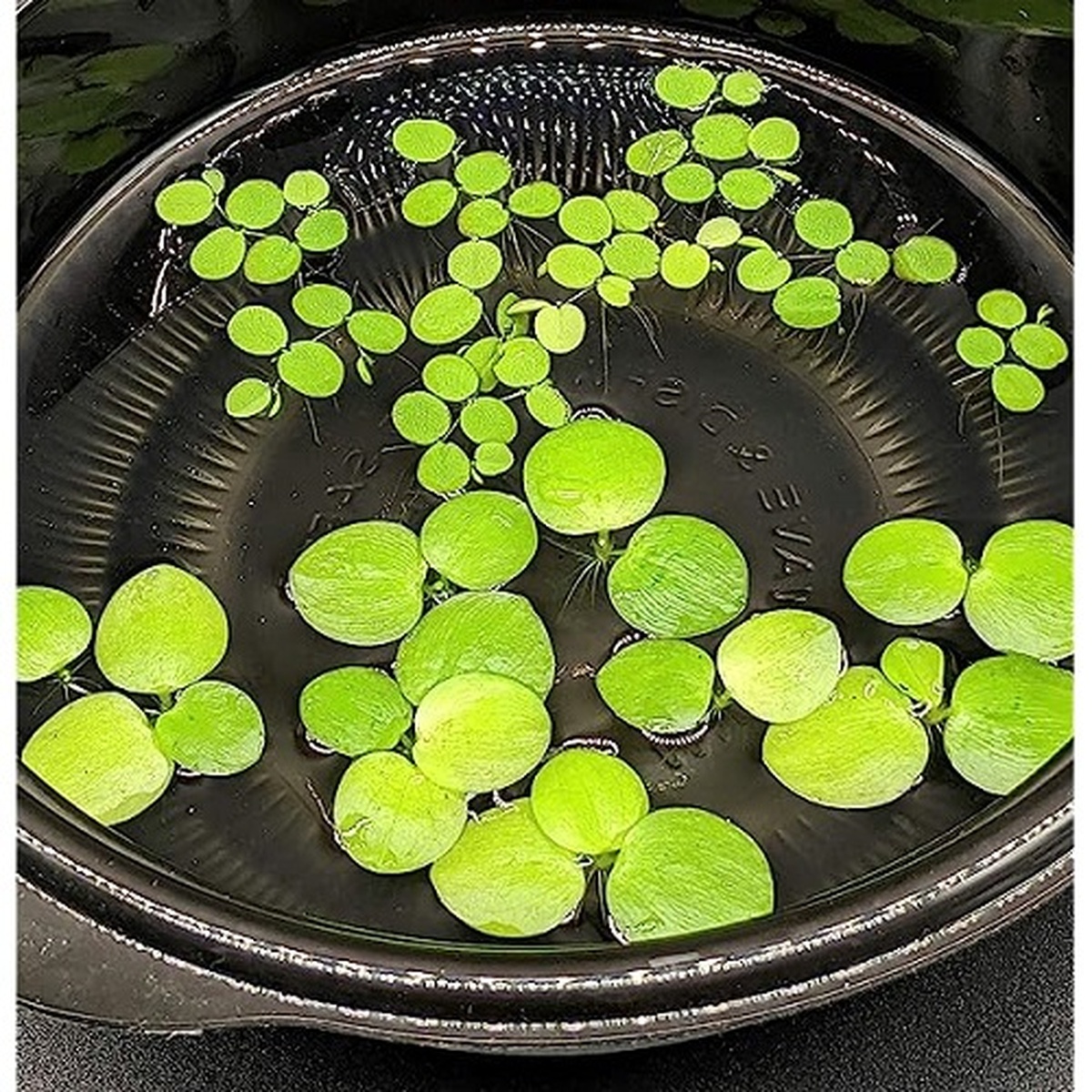 15 Stunning Plants That Look Like Lily Pads for Your Garden